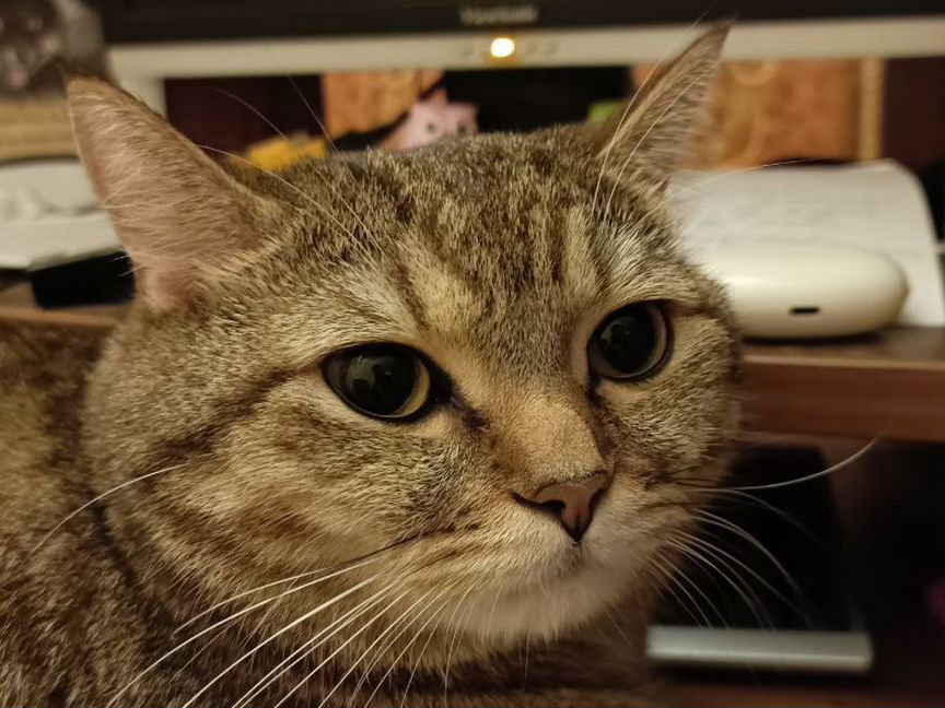 Котик шотландец