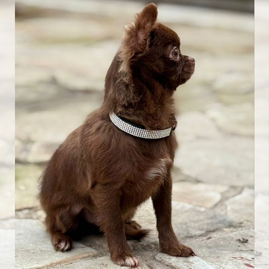 Чихуахуа, щенок