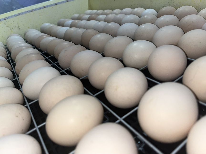 Бройлерные цыплята