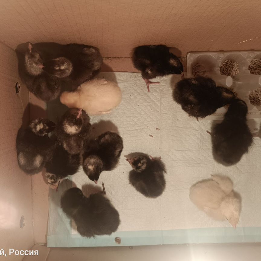 Цыплята несушки