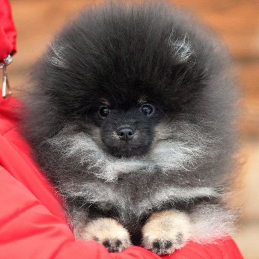 Мальчишка шпиц