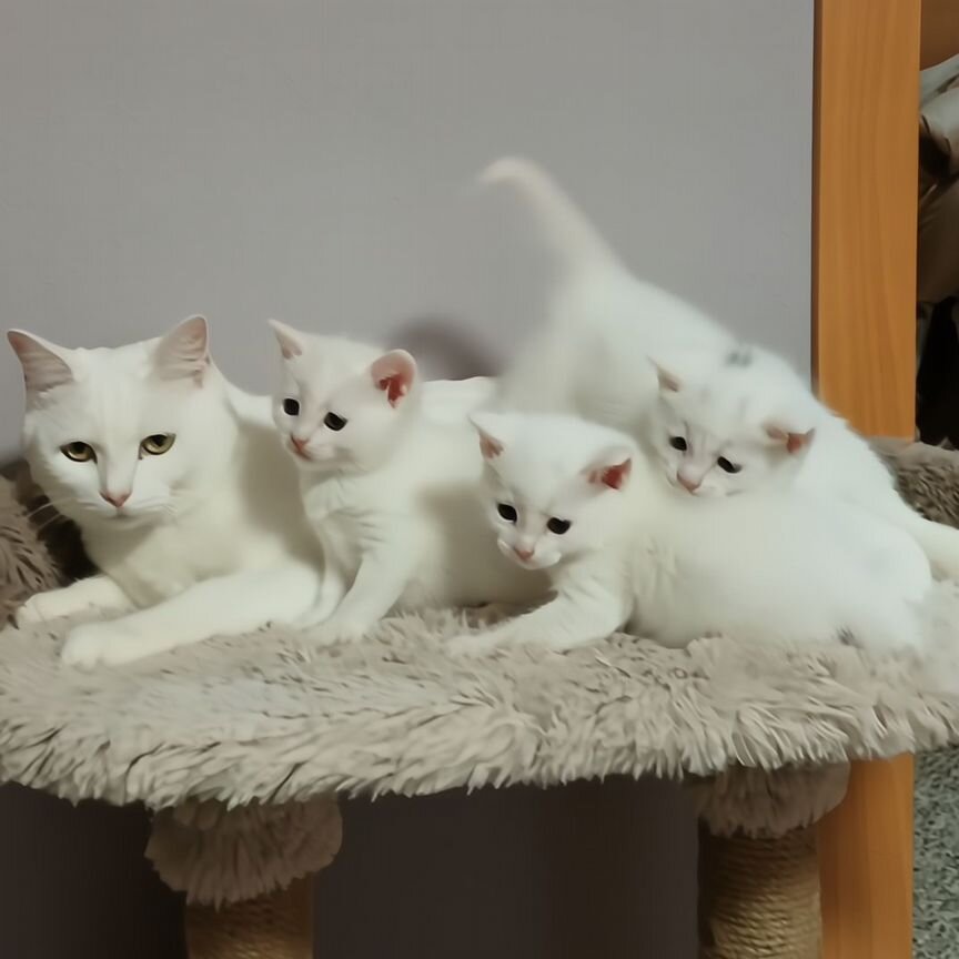 Котёнок от частного владельца