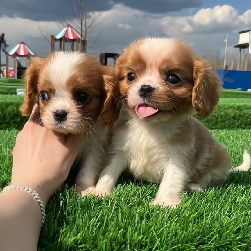 Кавалер кинг-чарльз-спаниель, щенок