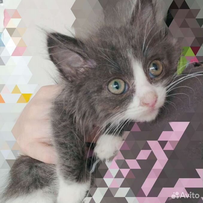 Пушистая малышка, котёнок, 1,5 мес. В добрые руки