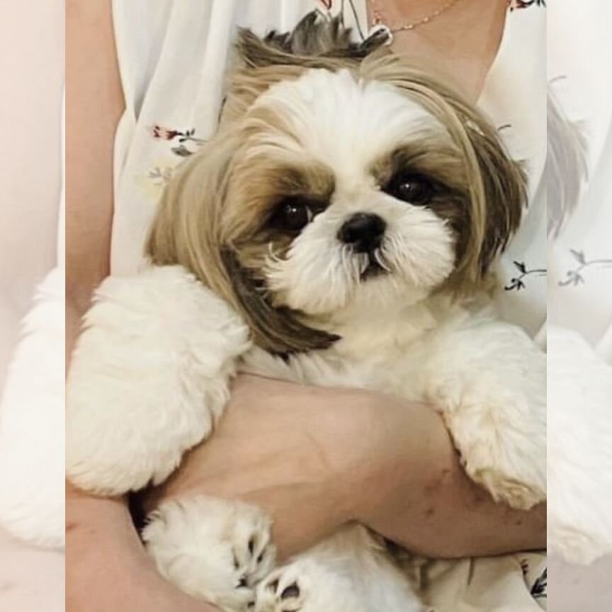 Ши-тцу, щенок