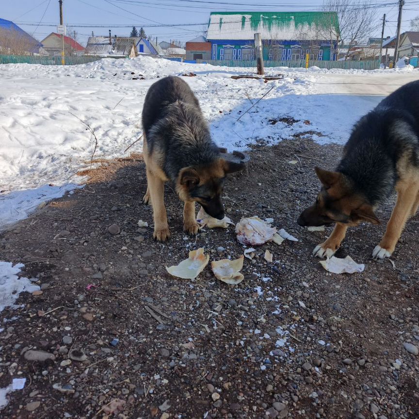 Отдам в добрые руки
