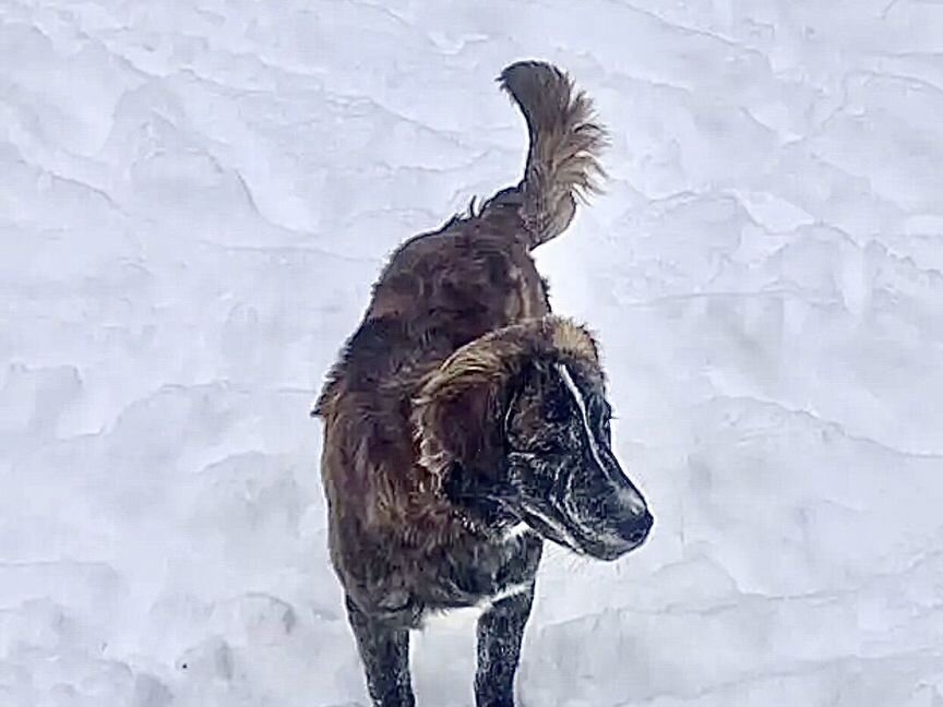 В добрые руки щенок