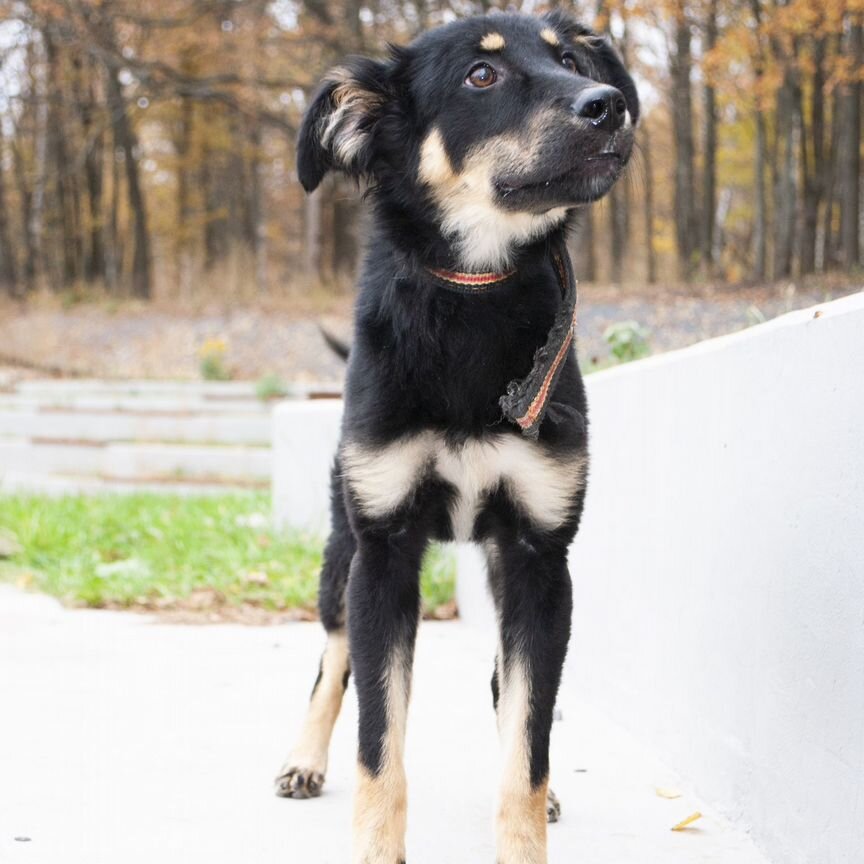 Собаку спасли военные, ищем дом