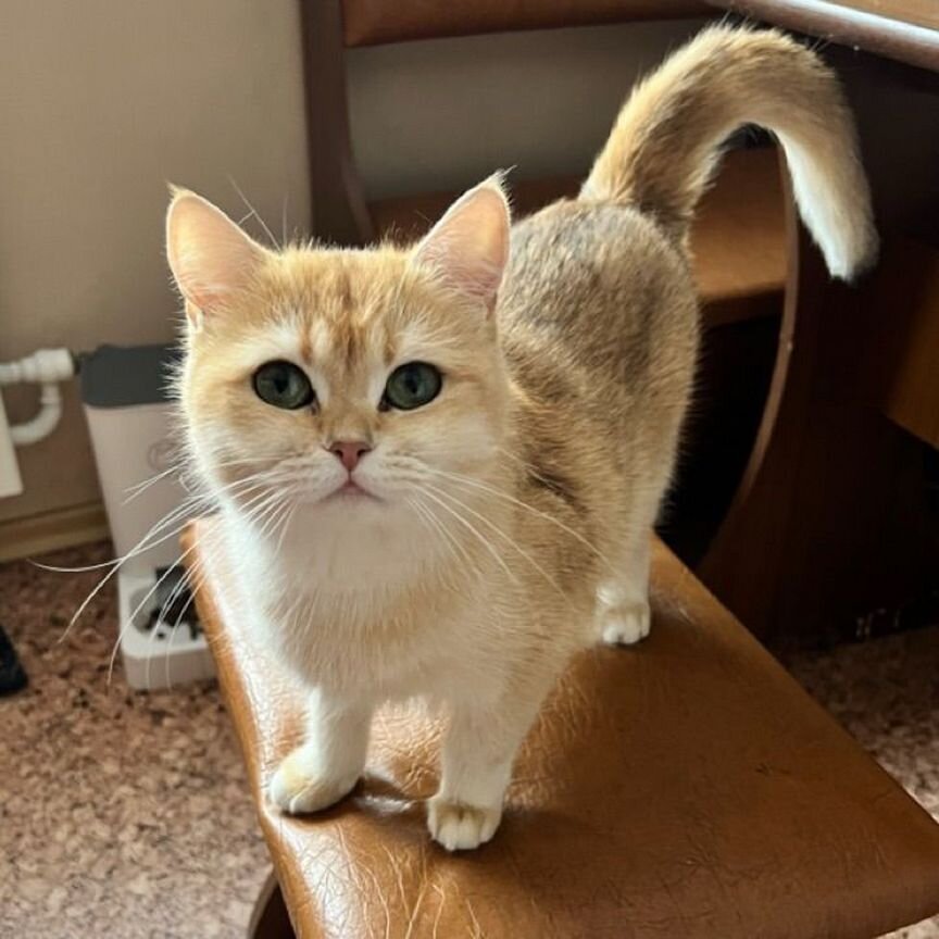 Британская золотая шиншилла ищет дом