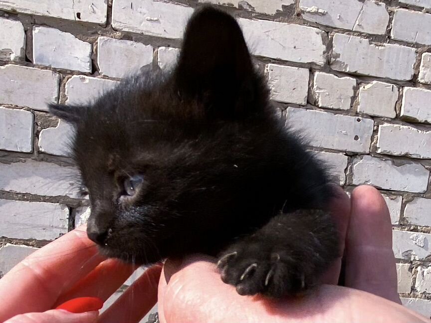 Котенок в дар