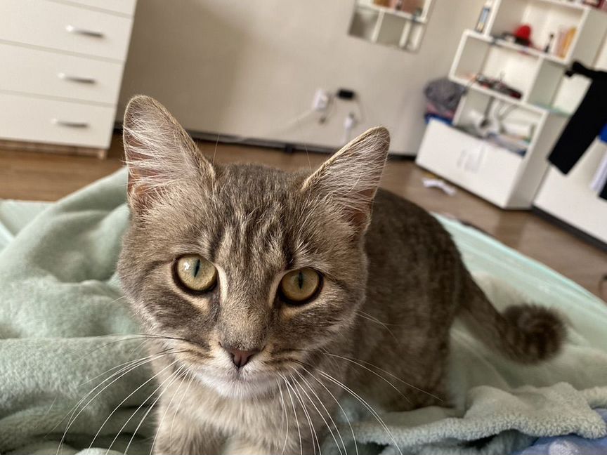 Отдам кошку