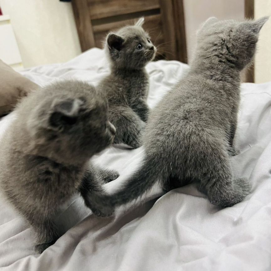 Шотландский вислоухий короткошёрстный котёнок