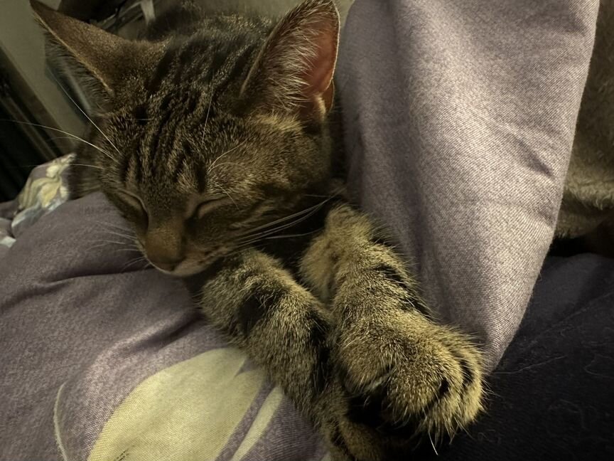 Кошка