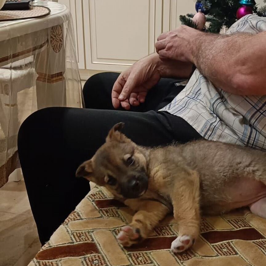 Отдам щенка в добрые руки
