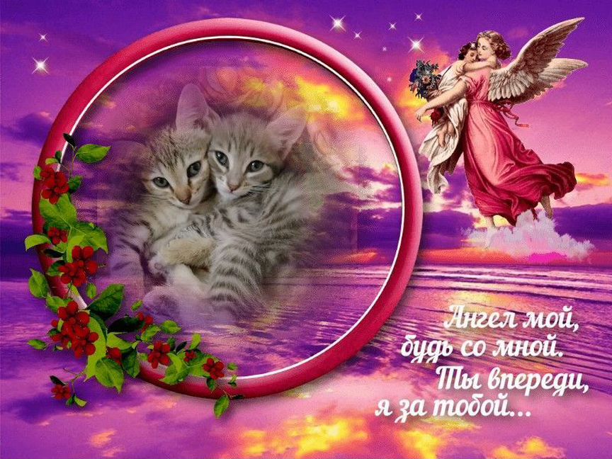 Наши кошечки