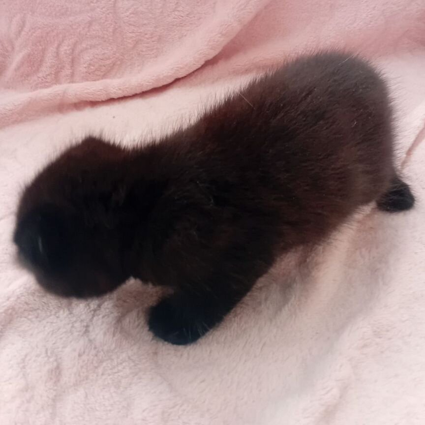 Шотландский вислоухий короткошёрстный котёнок