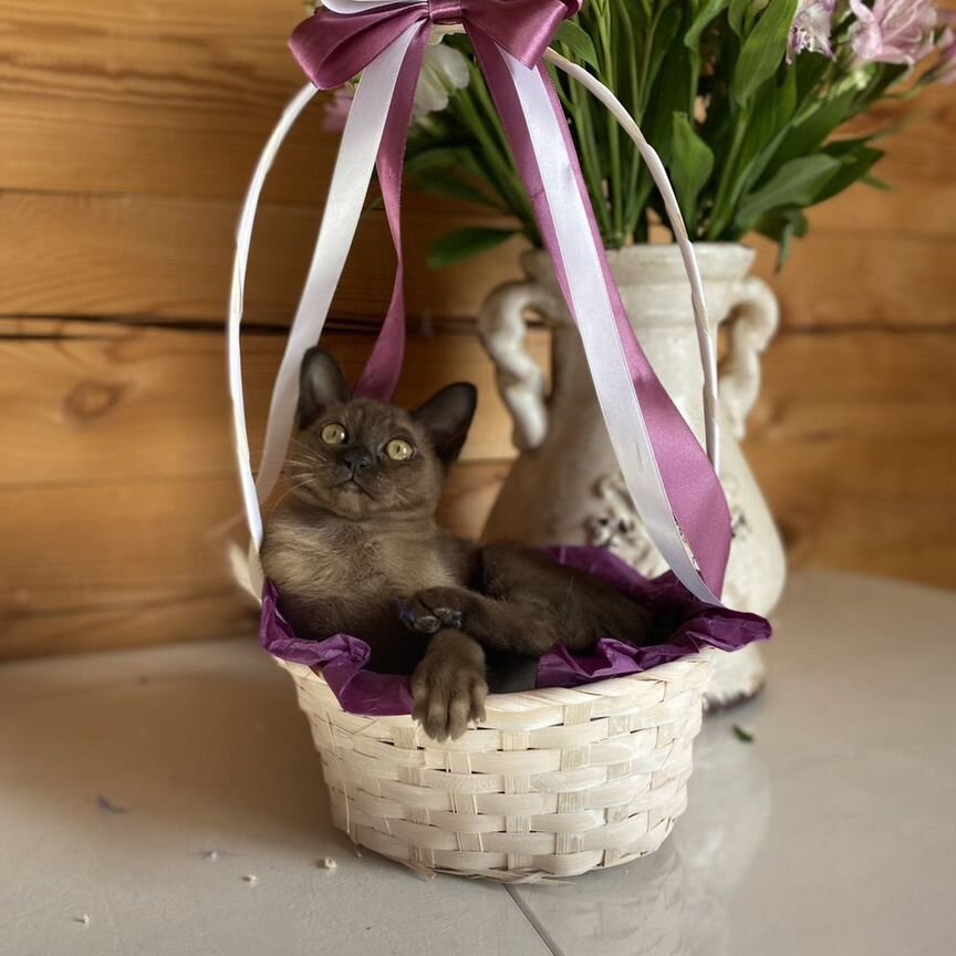 Продажа бурманских котят