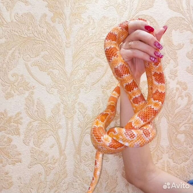 Маисовый полоз с террариумом