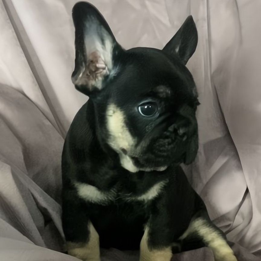 Французский бульдог, щенок