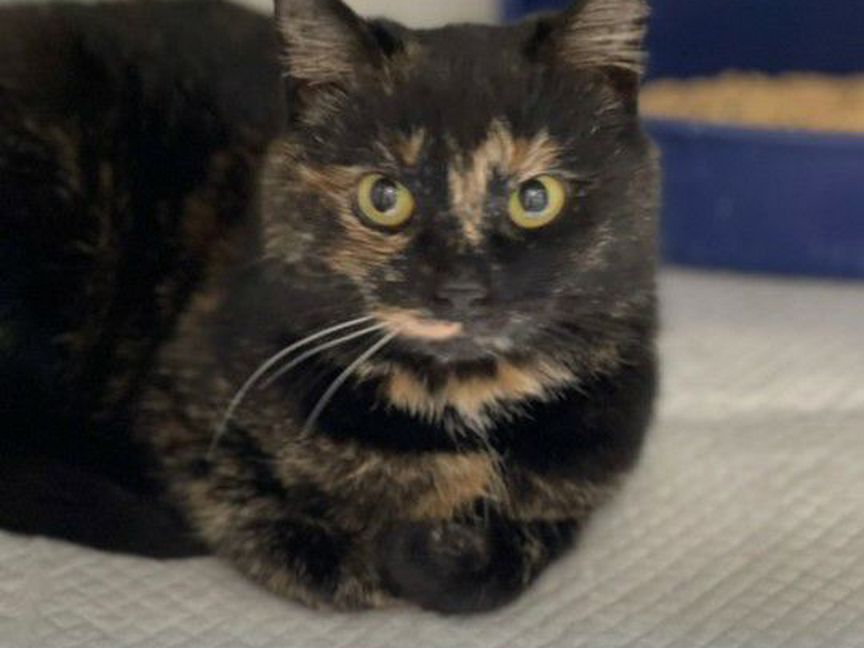 Кисуля Ханна