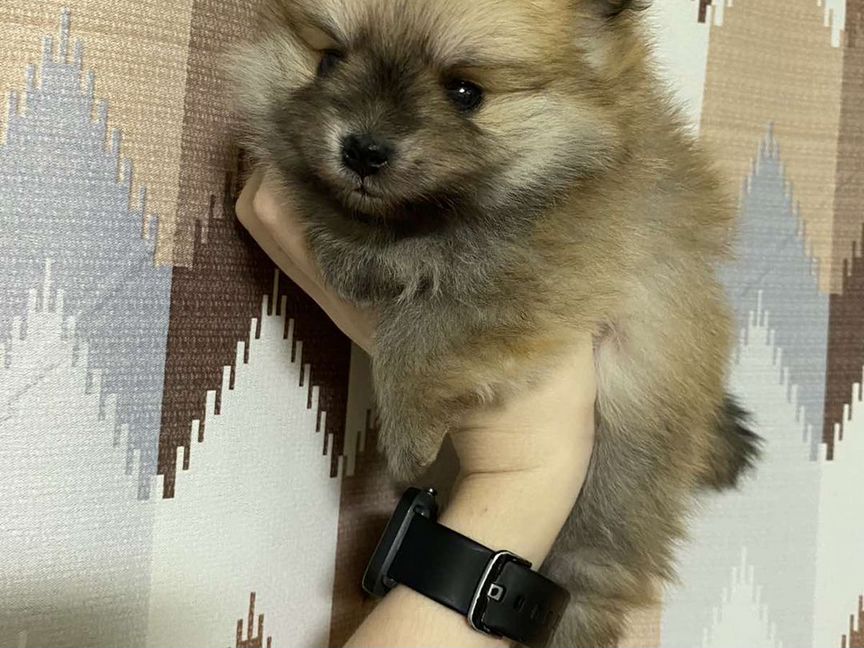 Померанский шпиц мини