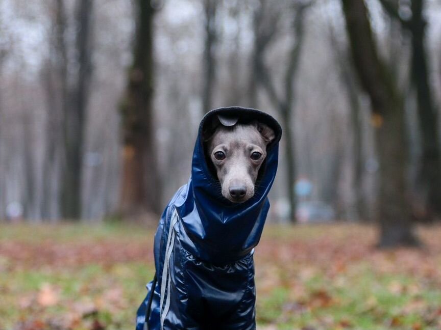 Левретка кобель