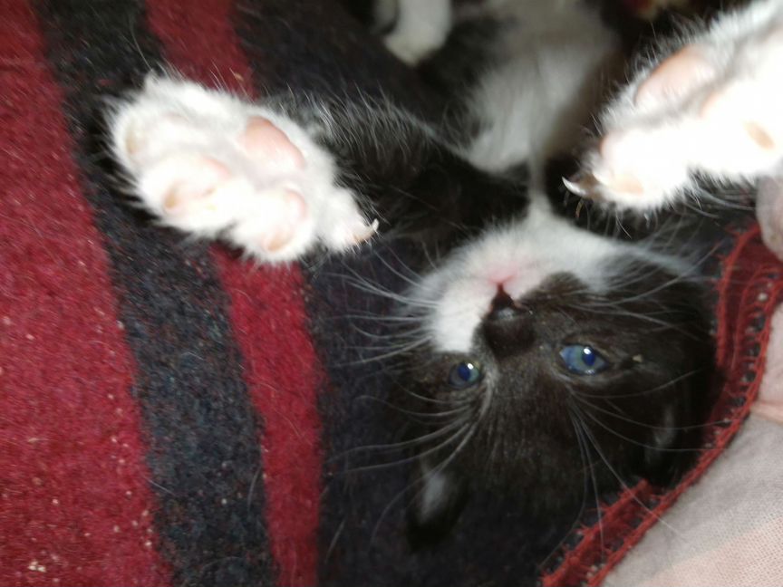 Котята в добрые руки бесплатно