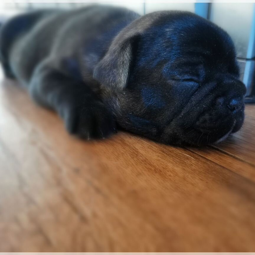 Щенки французкого бульдога