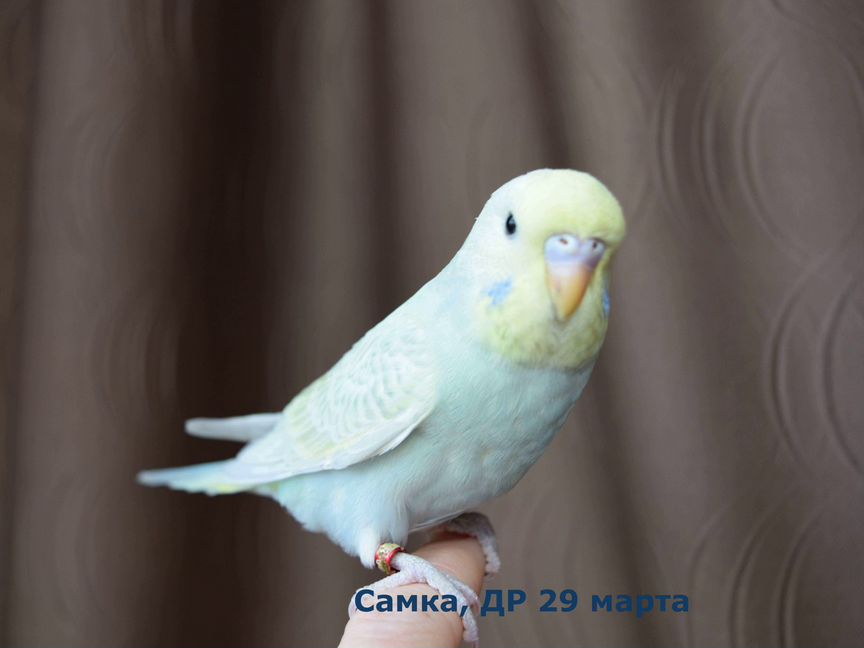 Ручные птенцы самки волнистых попугаев