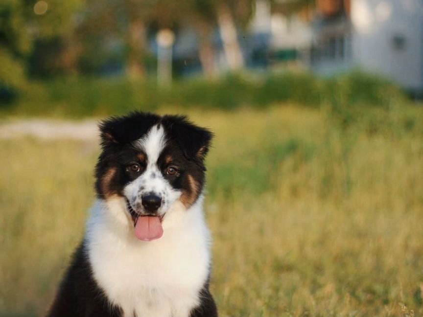 Конопатый малыш аусси