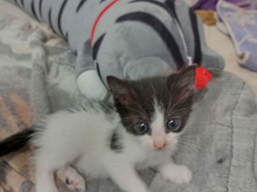 Кошки бесплатно