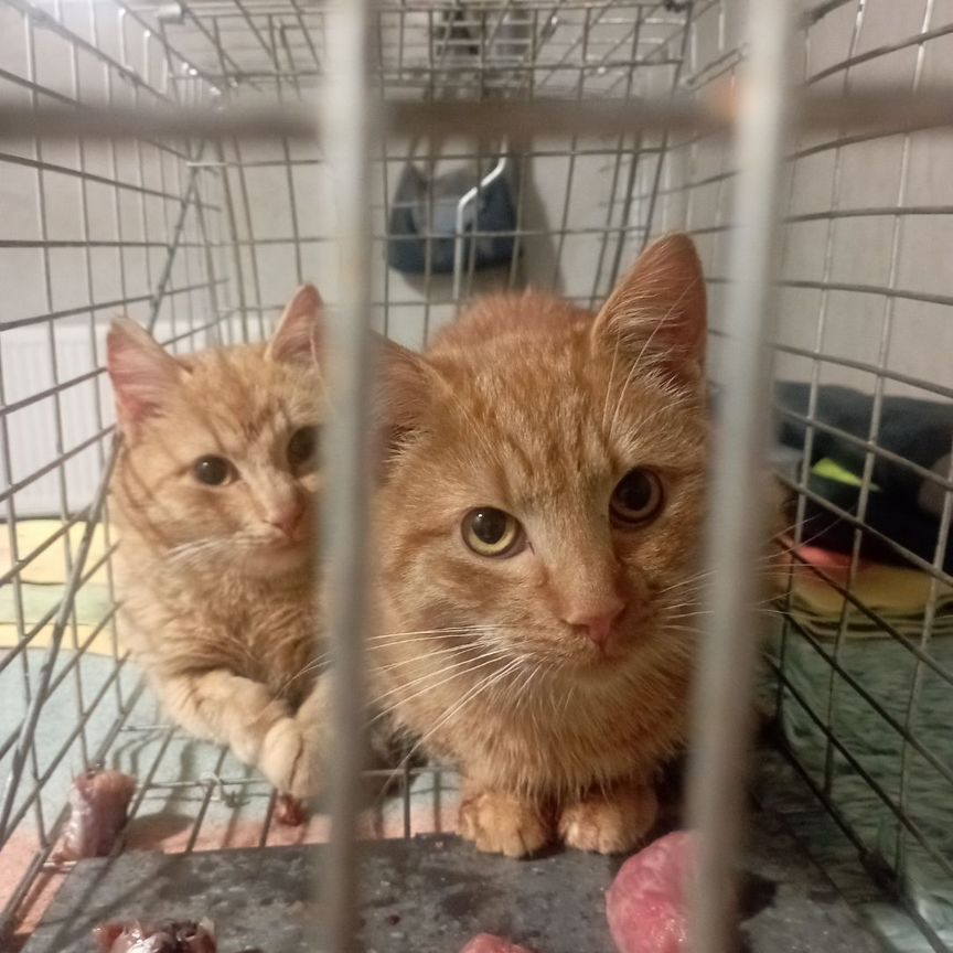 Котята