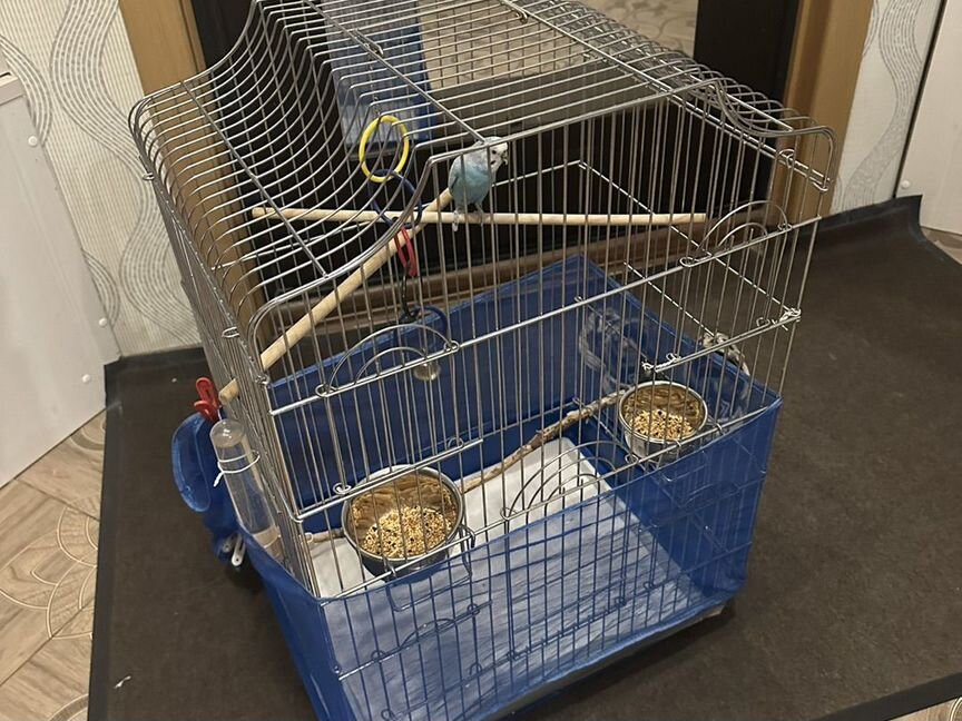 Волнистый попугай