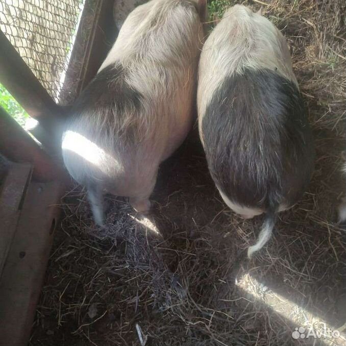 Вьетнамский вислобрюхий свиньи