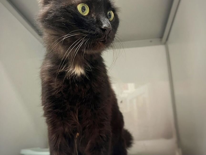 Ласковый черный котик