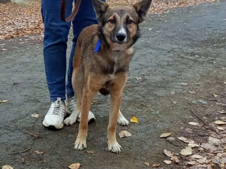 Кристи стерилизована