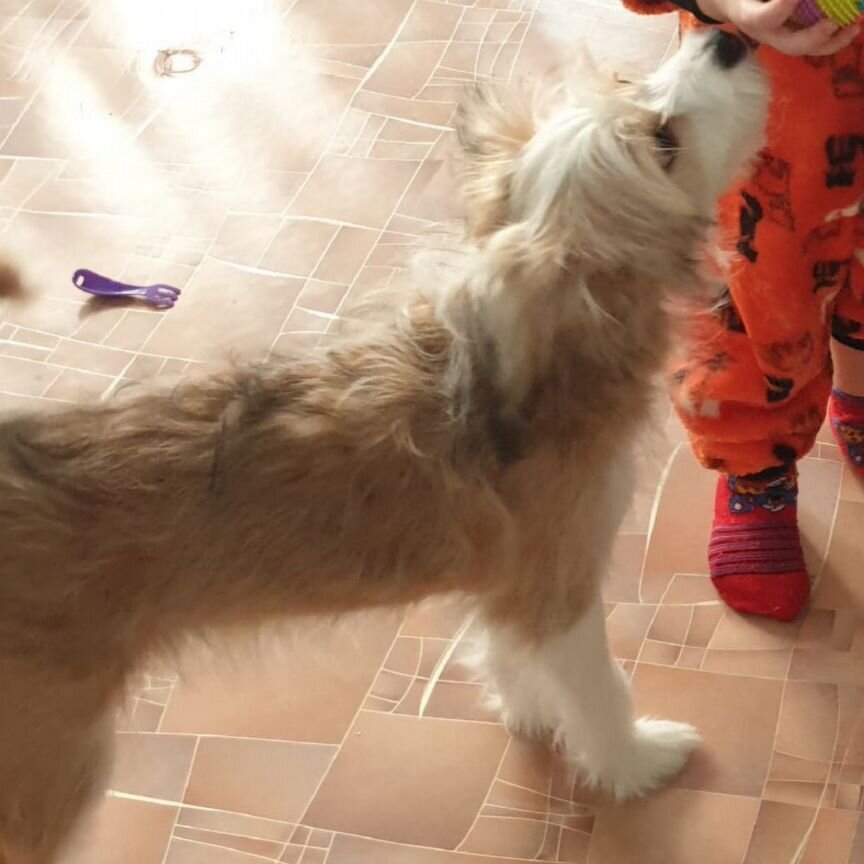 Китайская хохлатая, взрослая собака