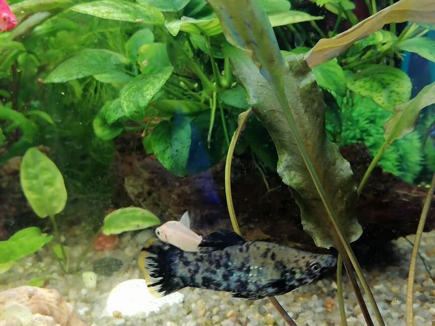 Мальки моллинезии(живородящие рыбки)