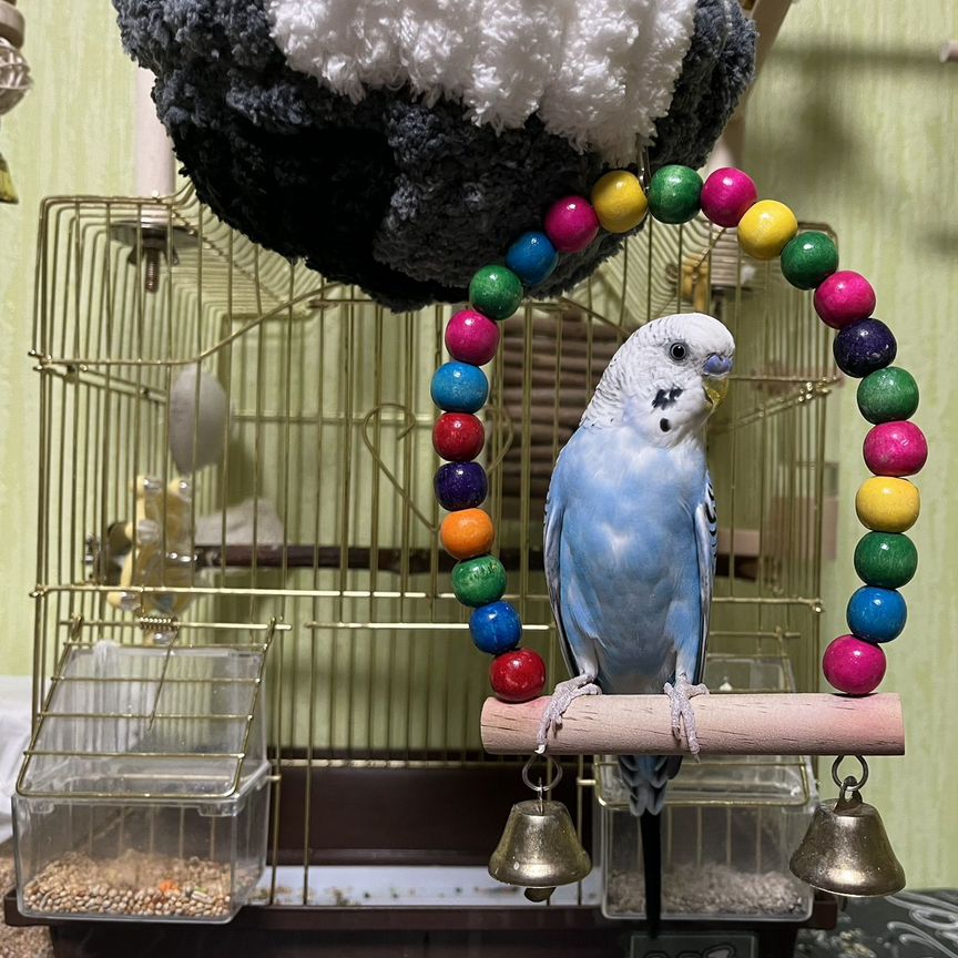 Волнистый попугай с клеткой