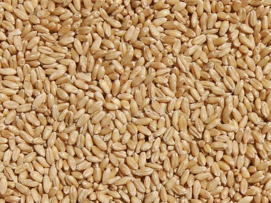 Зерно пшеница