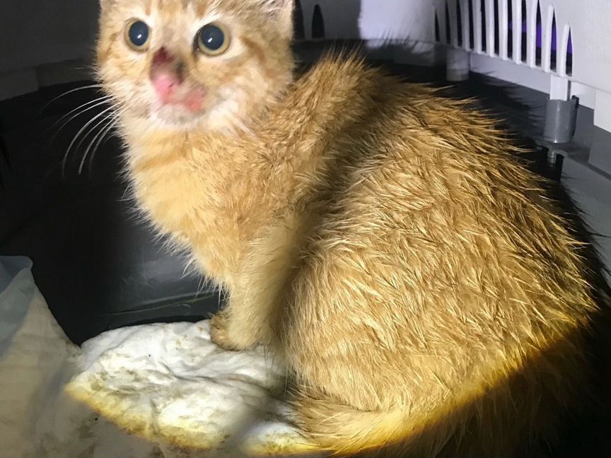 Котенок рыжий