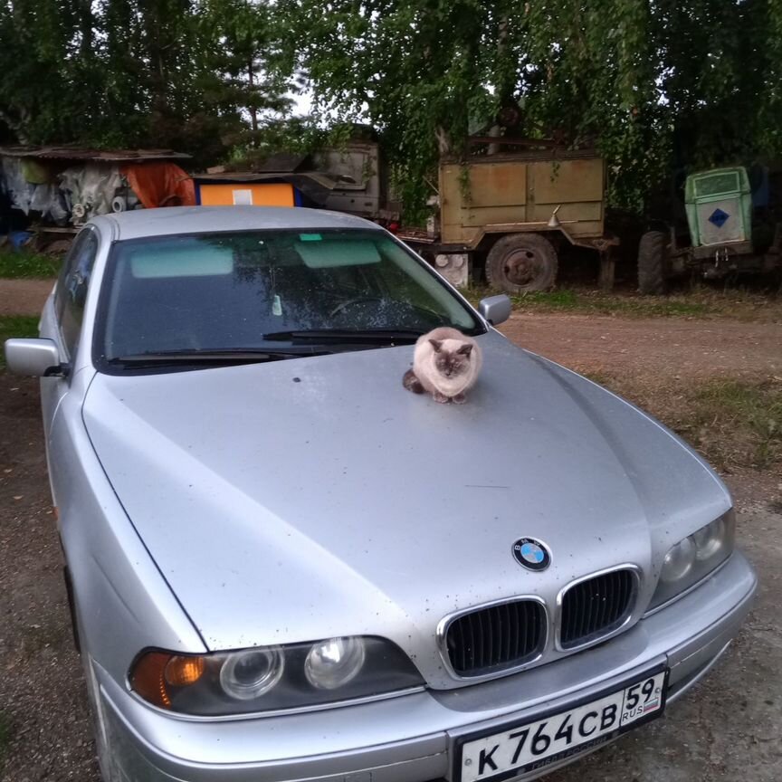 Сиамская кошка, взрослая