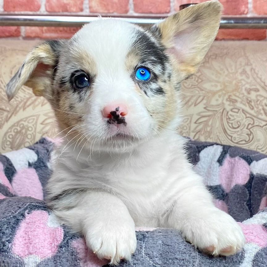 Вельш Корги Кардиган, щенок