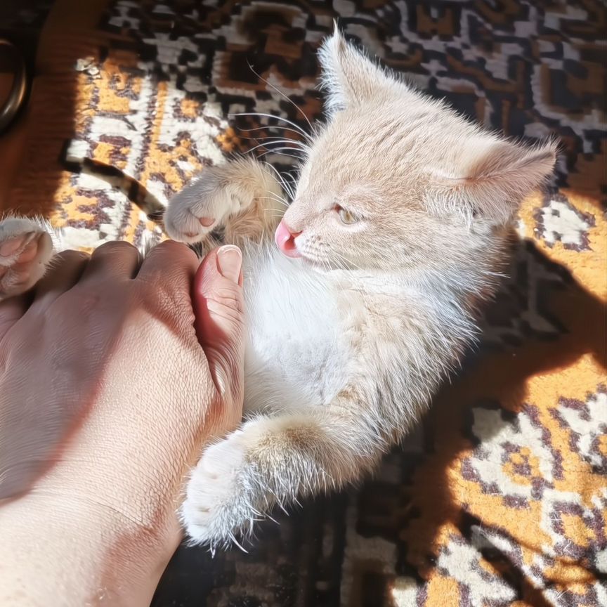 Сибирский котёнок
