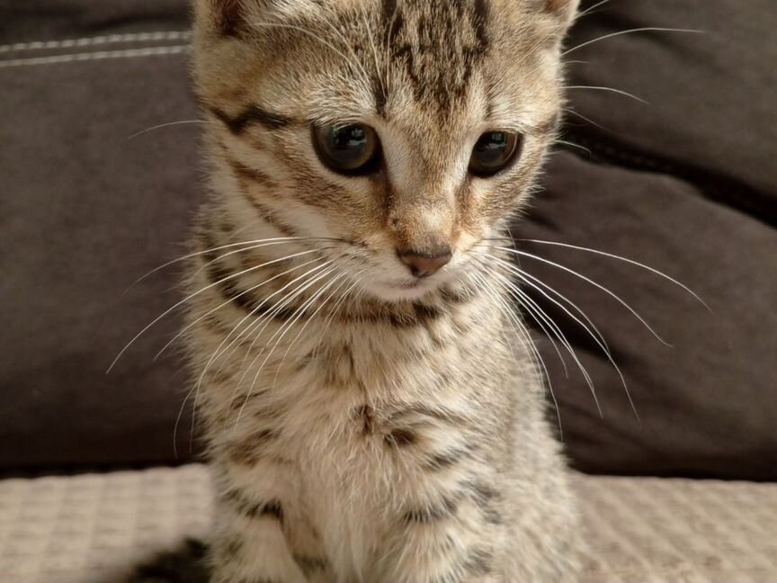 Котята бесплатно