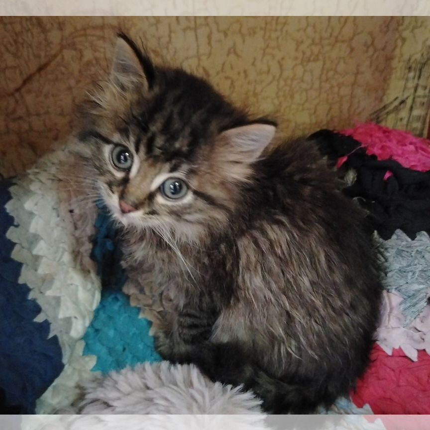 Котенок Лили