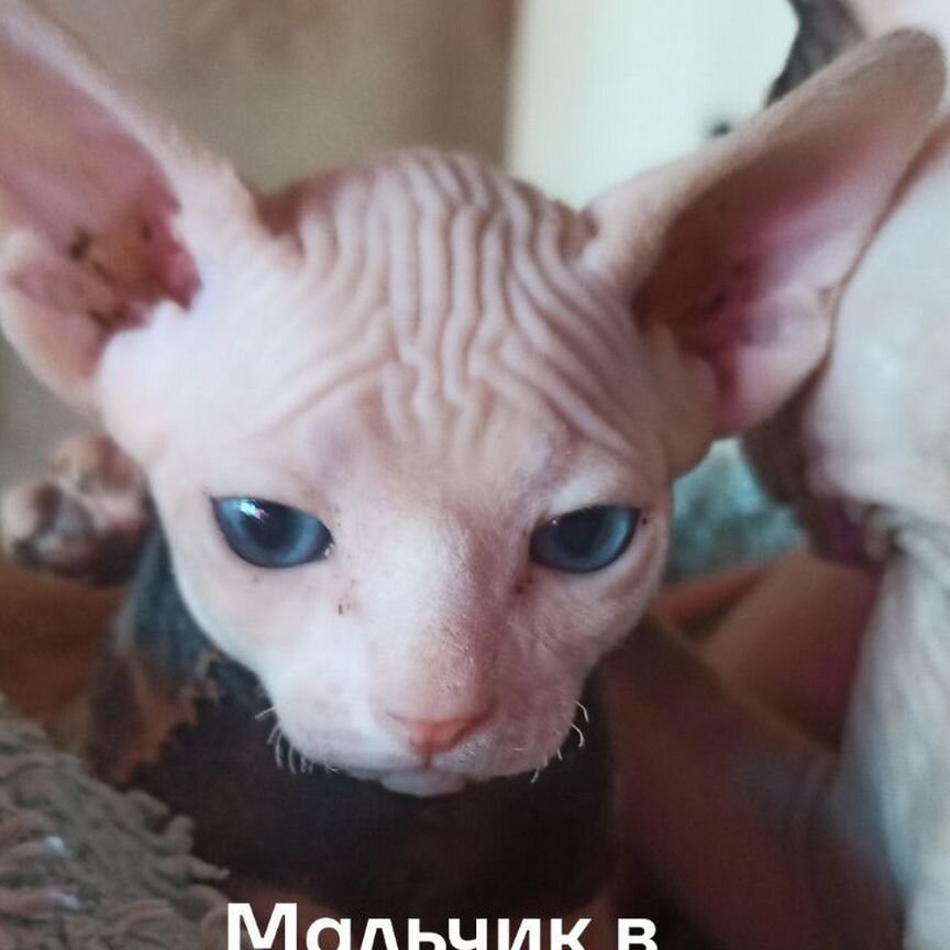 Канадский сфинкс котёнок