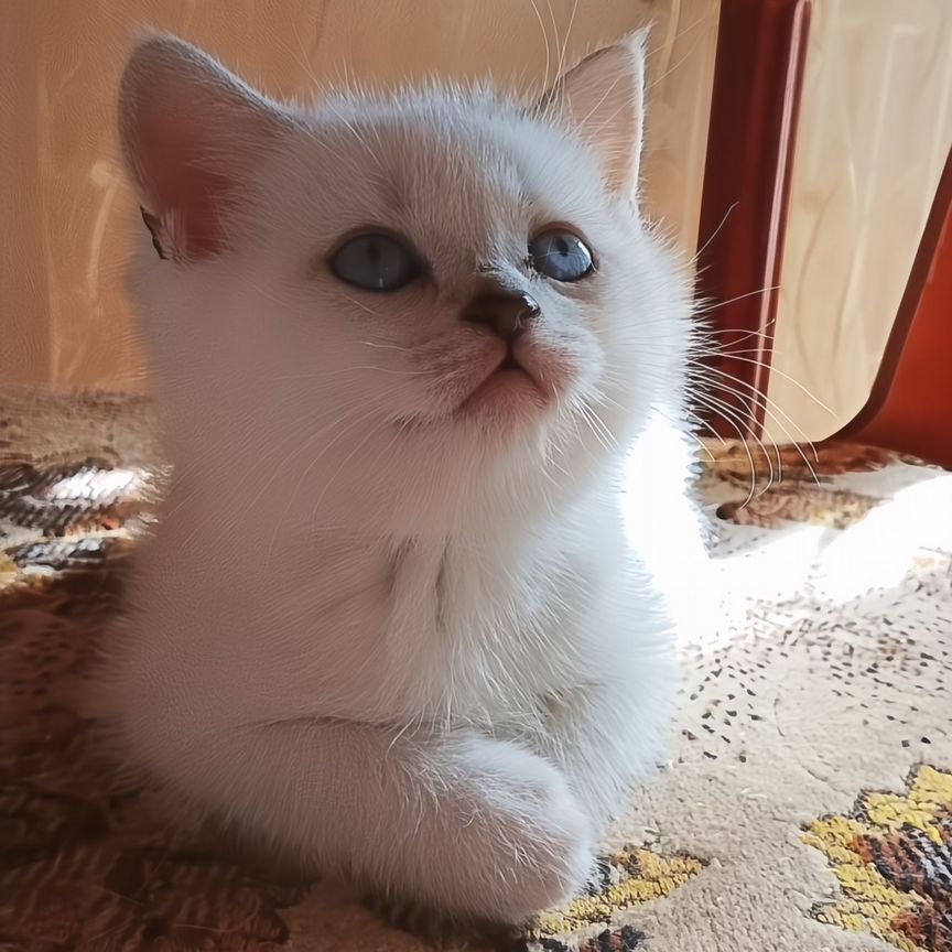 Шотландский прямоухий короткошёрстный котёнок