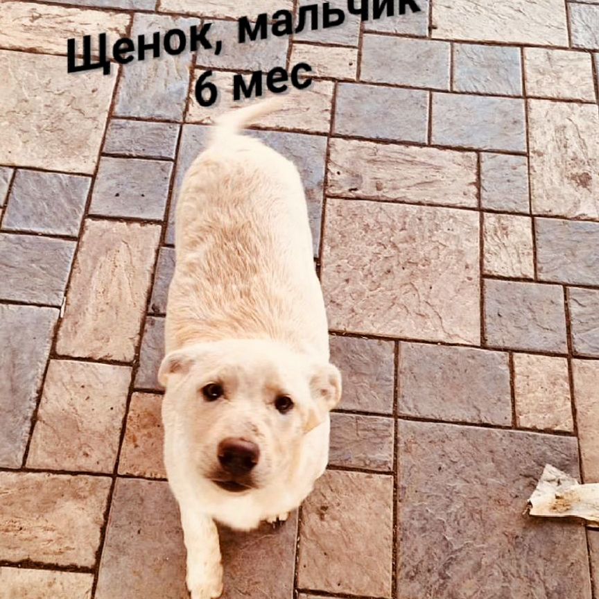 Щенки в добрые руки