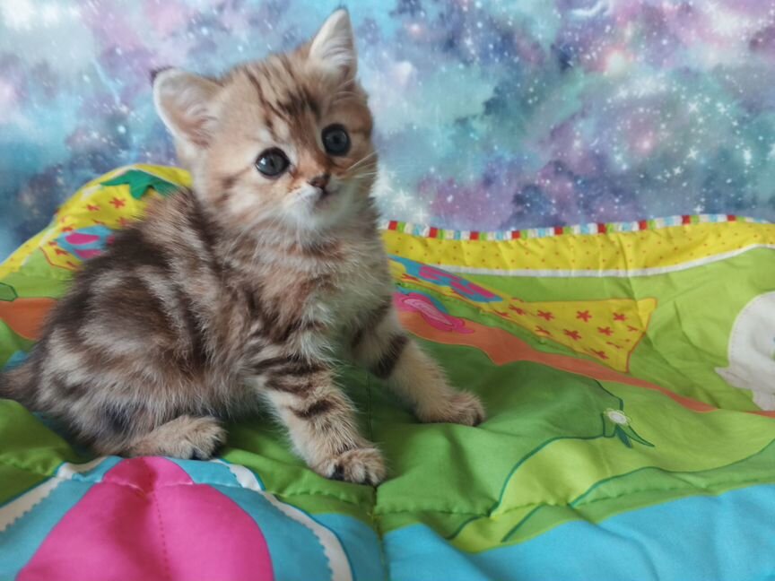 Британские котята